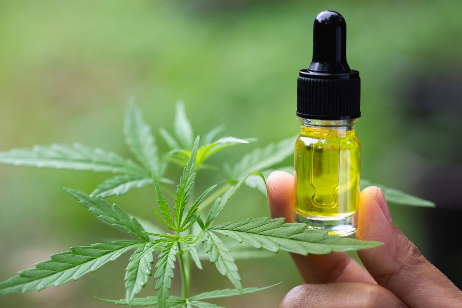 Some Basic Facts About Cannabis Oil | This Is Wall